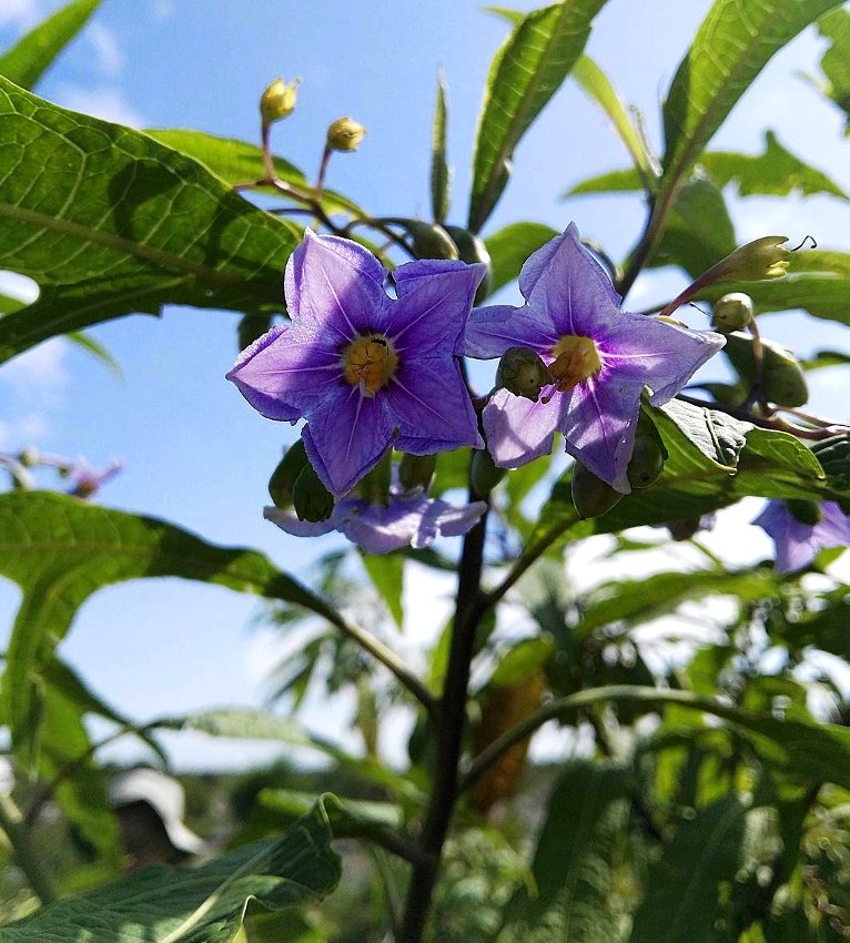 Rainforest Kangaroo Apple Solanum aviculare - 10 Seeds