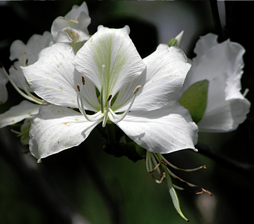 Beautiful Camels Foot Tree White Bauhinia variegata candida - 10 Seeds
