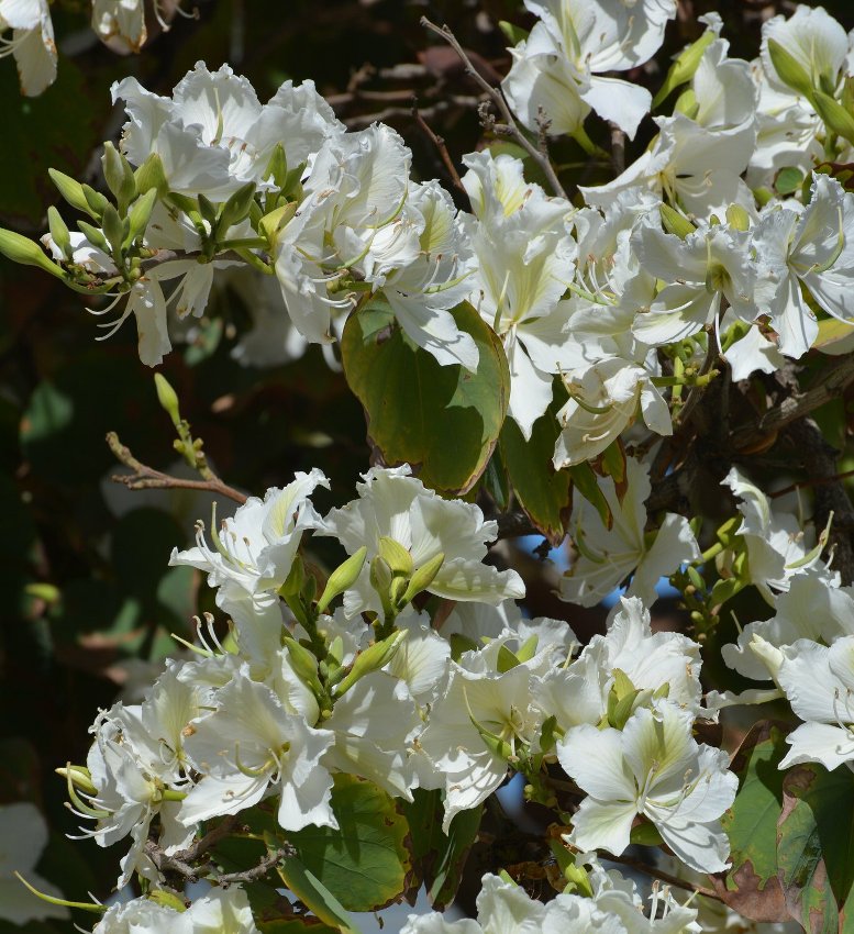 Beautiful Camels Foot Tree White Bauhinia variegata candida - 10 Seeds