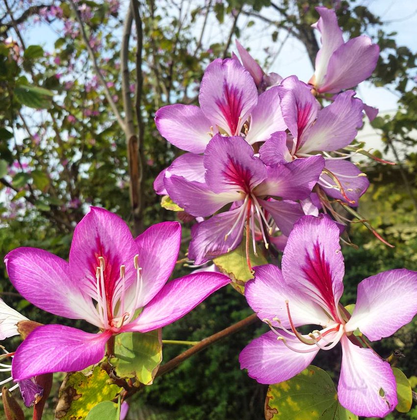 Purple Bauhinia Tree