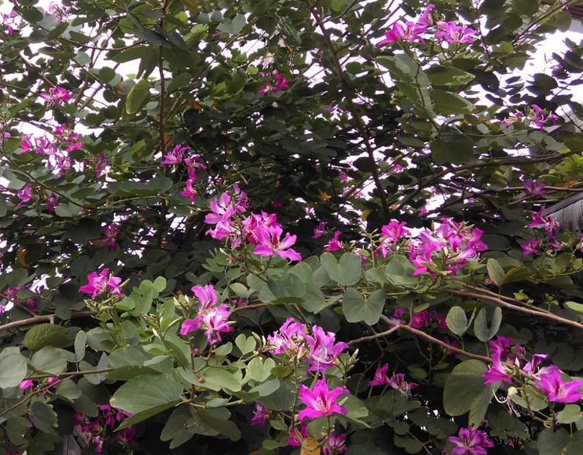 Exotic Camels Foot Tree Purple Bauhinia purpurea - 5 Seeds