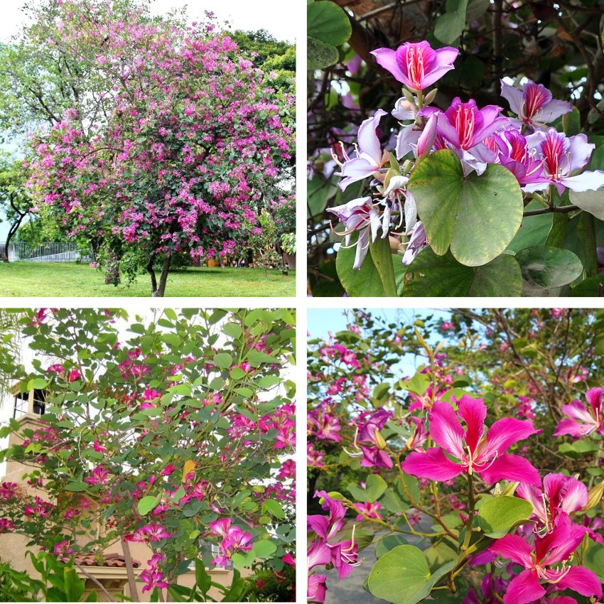 Exotic Camels Foot Tree Purple Bauhinia purpurea - 5 Seeds