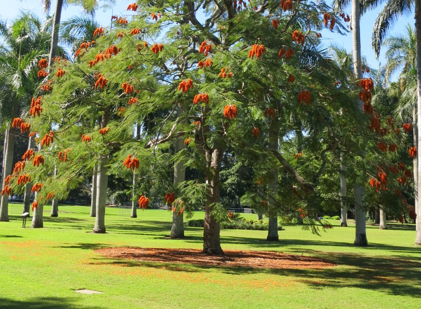 Orange Whip Tree Colvillea racemosa - 5 Seeds