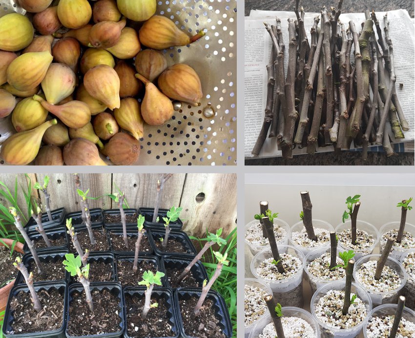 Cuttings! Fruiting Fig Assortment Ficus carica - 6 Unrooted Cuttings