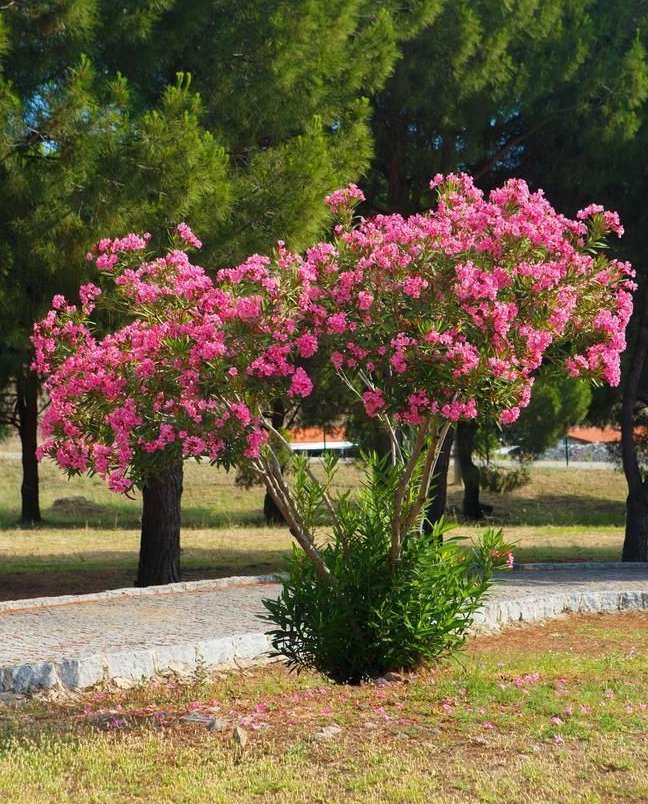 Cuttings! Peppermint Lace Pink & White Crape Myrtle Lagerstroemia ...