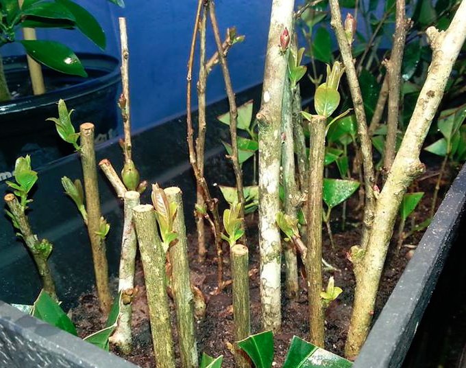 Cuttings! Pink Crape Myrtle Lagerstroemia indica - 10 Unrooted Cuttings