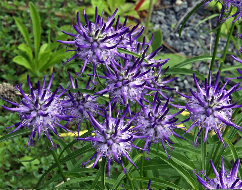 Unusual Oxford Rampion Phyteuma scheuchzeri - 30 Seeds