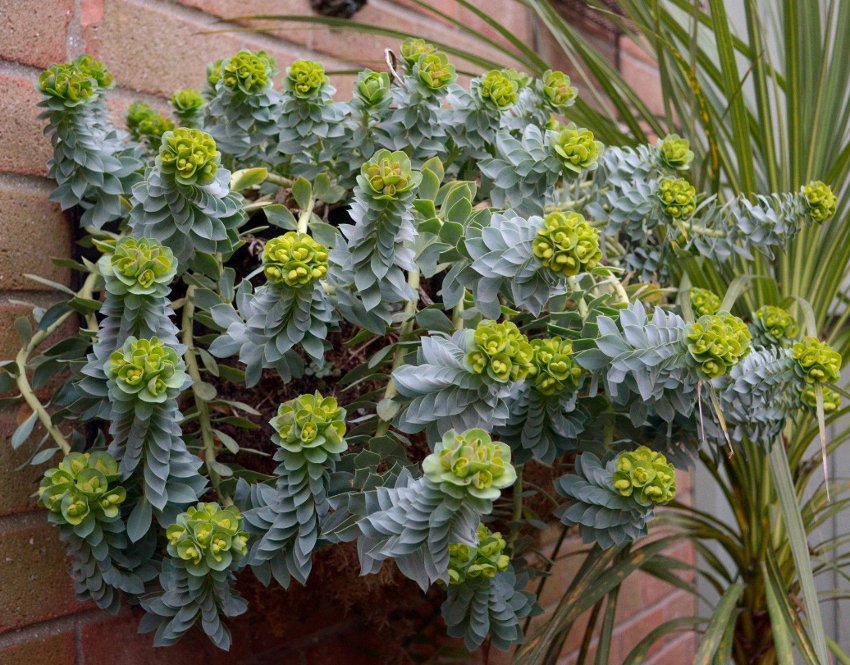 Blue Myrtle Spurge Spiral Succulent Euphorbia myrsinites - 10 Seeds