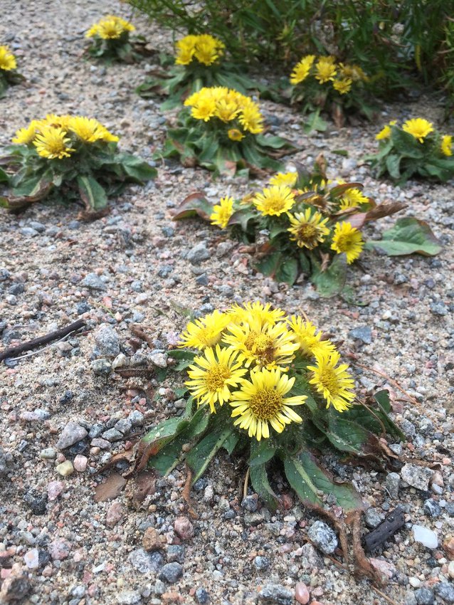 Rare Stemless Inula Rock Sunflower Himalayan Inula rhizocephala - 30 Seeds