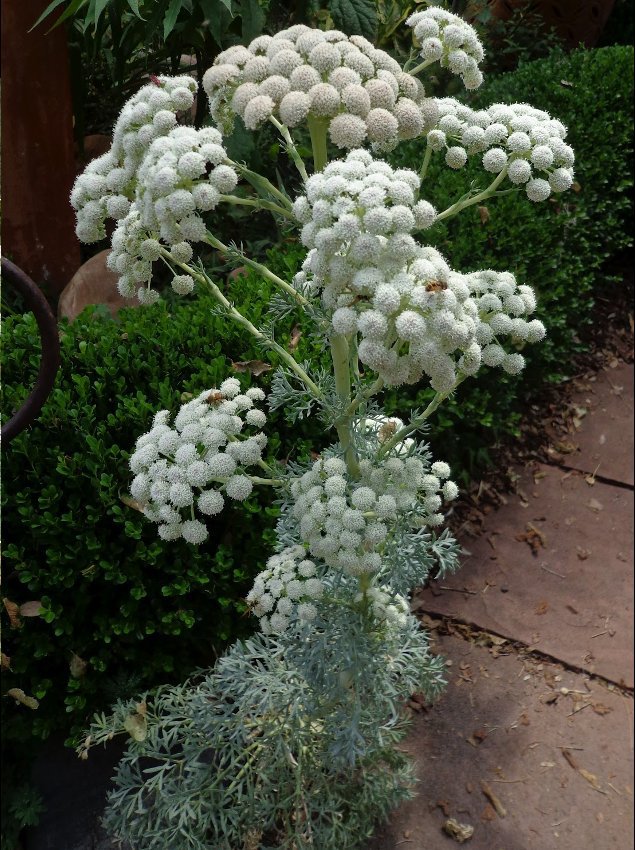 Unusual Moon Carrot Seseli gummiferum - 20 Seeds