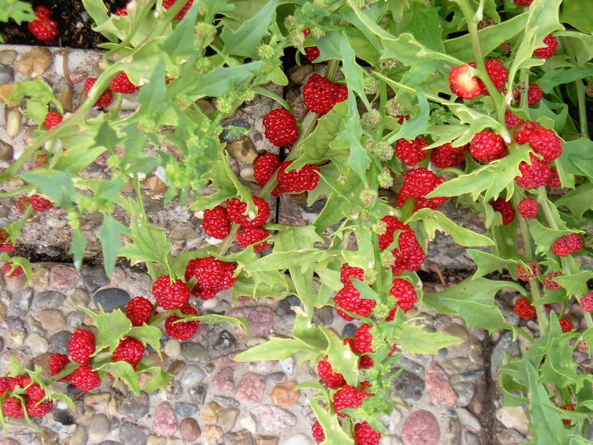 Unique Strawberry Goosefoot Blitum capitatum - 80 Seeds