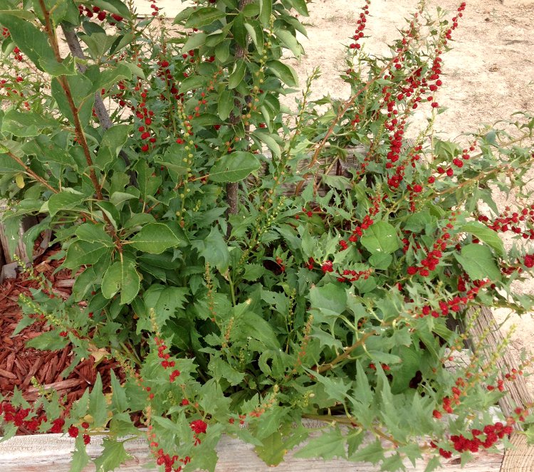 Unique Strawberry Goosefoot Blitum capitatum - 80 Seeds