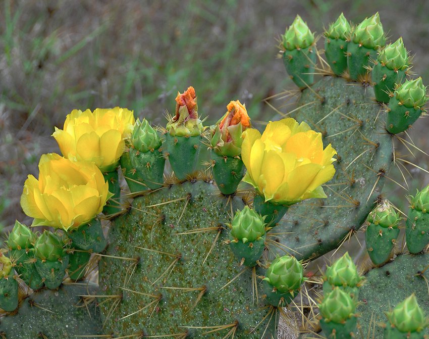Mexican Xoconostle Cactus Opuntia matudae - 20 Seeds