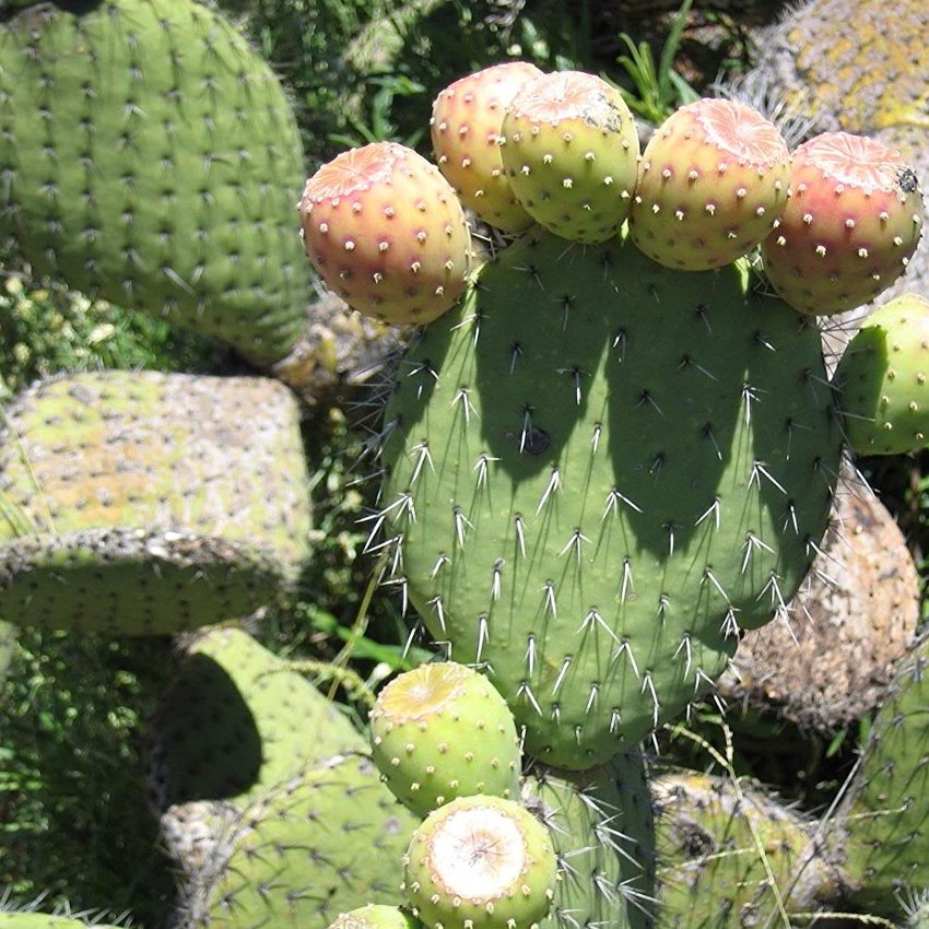 Mexican Xoconostle Cactus Opuntia matudae - 20 Seeds