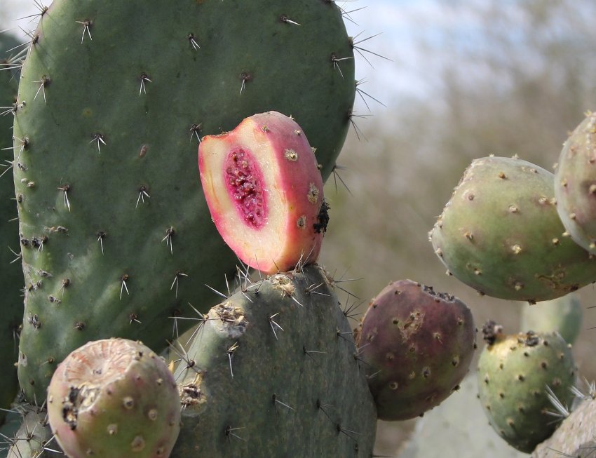 Mexican Xoconostle Cactus Opuntia matudae - 20 Seeds