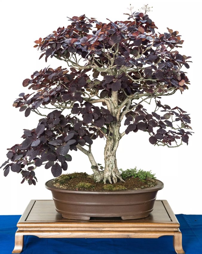 Hardy Purple Smoke Bush Cotinus Coggygria v Purpureus - 10 Seeds