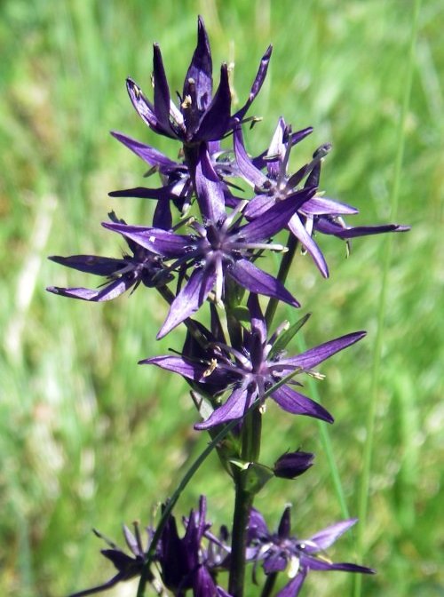 Rare Hardy Marsh Felwort Swertia perennis - 15 Seeds