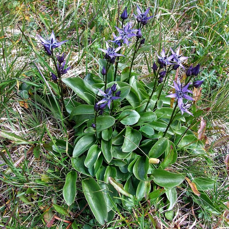 Rare Hardy Marsh Felwort Swertia perennis - 15 Seeds