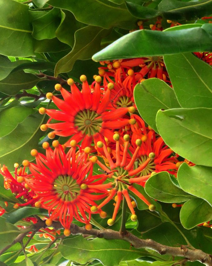 Rare Firewheel Tree Stenocarpus Sinuatus - 5 Seeds