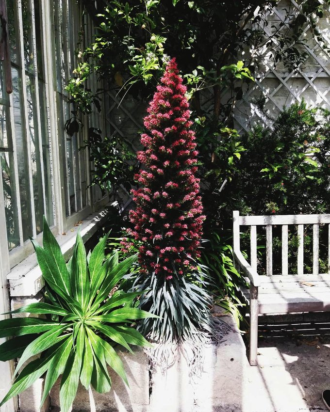 Tajinaste Rojo Tower of Jewels Echium wildpretii - 20 Seeds