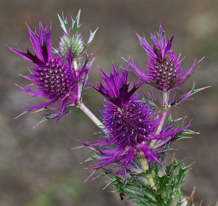 Showy Purple Leavenworth's Eryngo Unique Eryngium leavenworthii - 20 Seeds