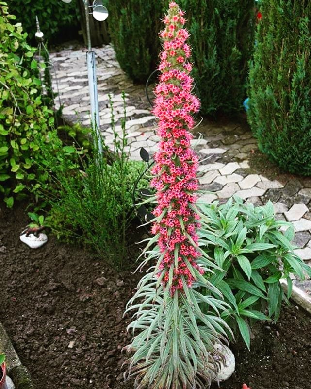 Unique Red Tower of Jewels Echium wildpretii - 20 Seeds