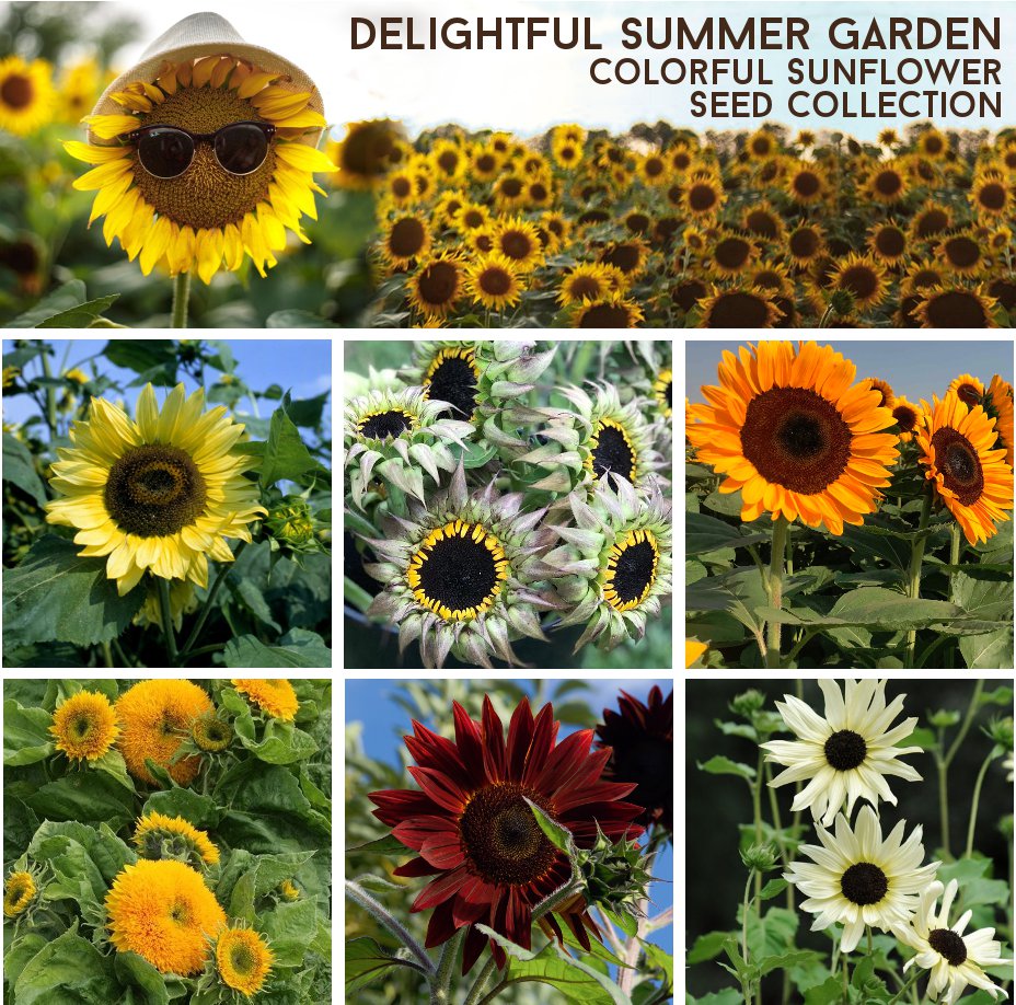Unique Garden Sunflower Seed Collection - 6 Varieties