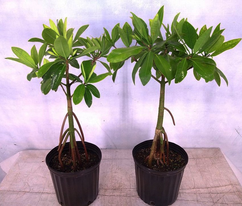 Red Mangrove Live Propagules Rhizophora mangle - 2 Propagules