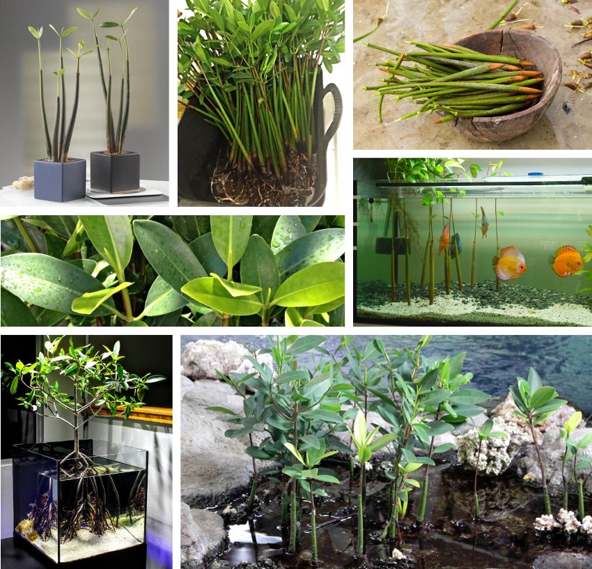 Red Mangrove Live Propagules Rhizophora mangle - 2 Propagules