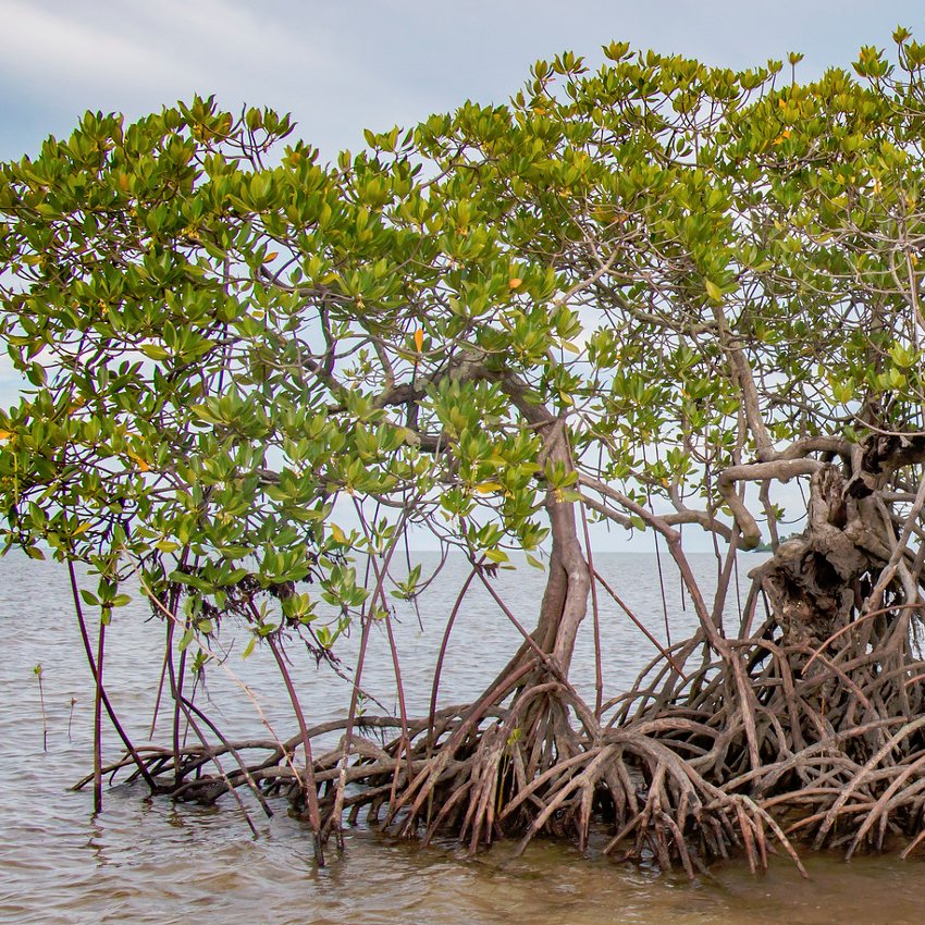Red Mangrove Live Propagules Rhizophora mangle - 2 Propagules