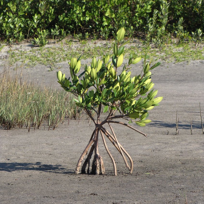 Red Mangrove Live Propagules Rhizophora mangle - 2 Propagules