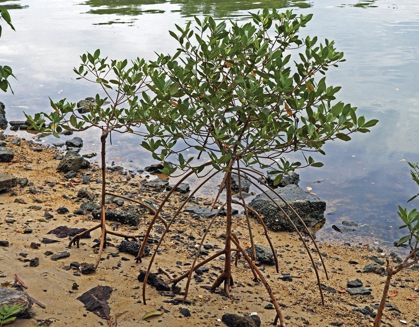 Aquatic Red Mangrove Propagules Rhizophora mangle - 2 Propagules
