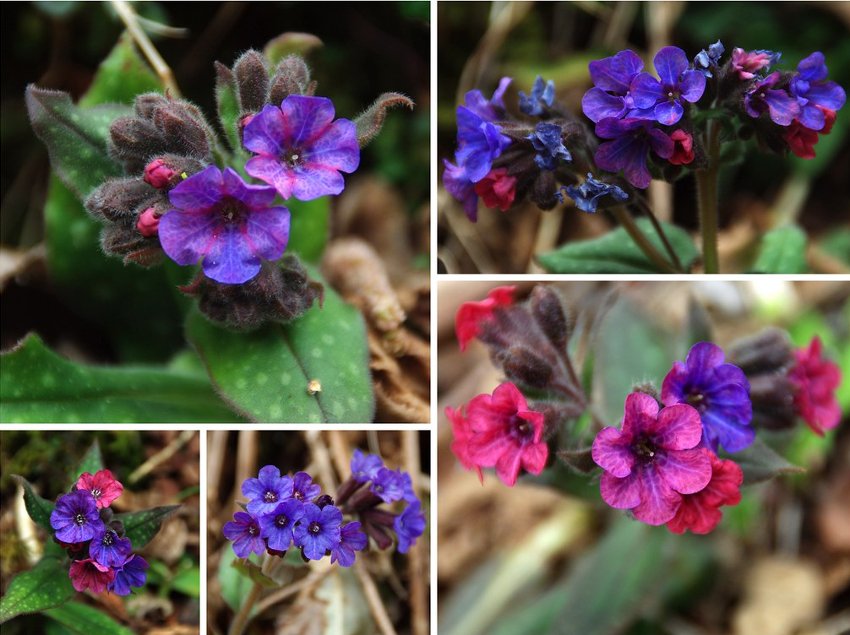 Rare Lungwort Soldiers and Sailors Pulmonaria officinalis - 25 Seeds