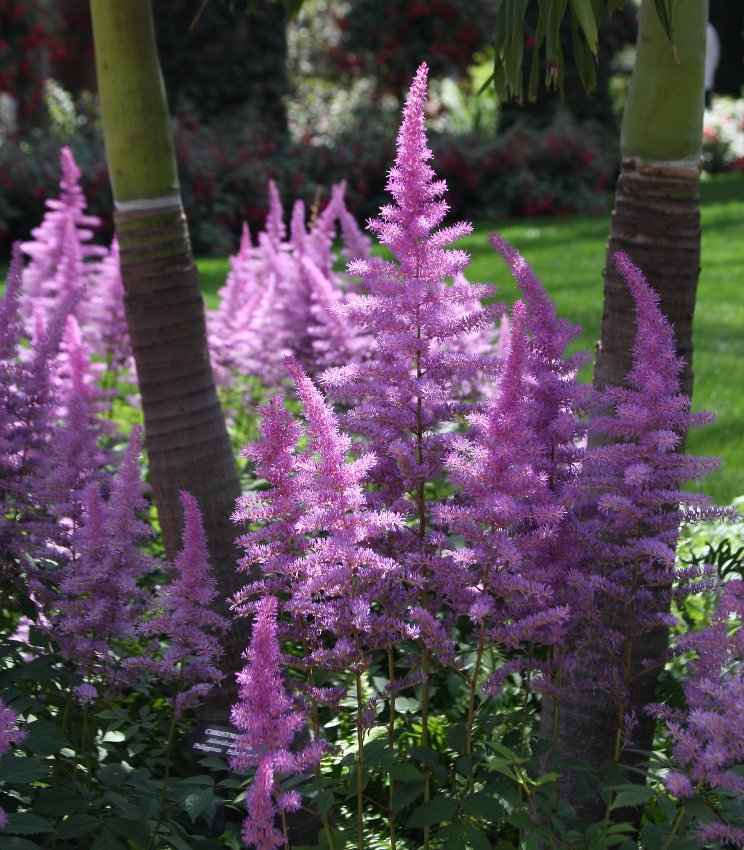 False Goats Beard Pink Astilbe chinensis- 50 Seeds
