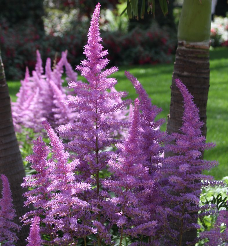 False Goats Beard Pink Astilbe chinensis- 50 Seeds