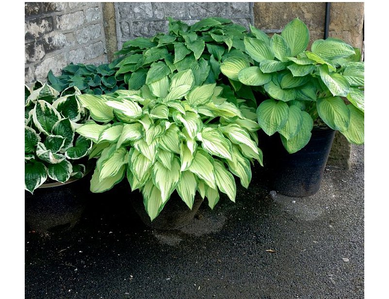 Ornamental Hosta Mix Hosta sp- 15 Seeds