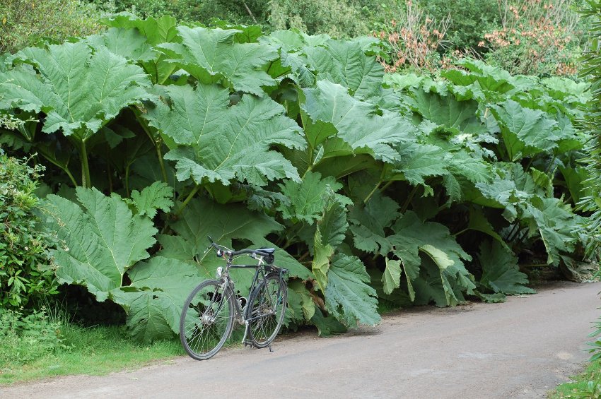 Giant Gunnera Ornamental Dinosoaur Food Gunnera Manicata - 20 Seeds