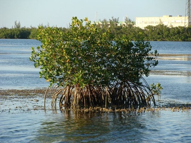 Red Mangrove Live Propagules Rhizophora mangle - 2 Propagules