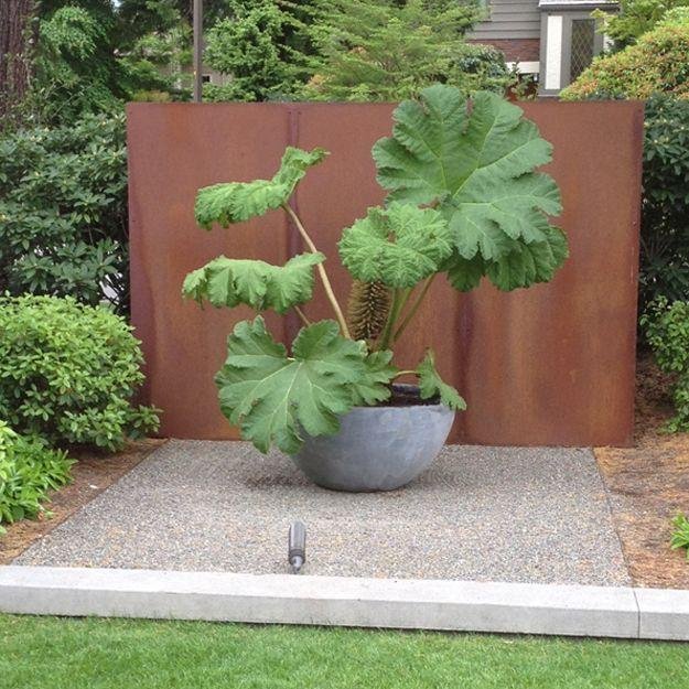 Giant Gunnera Ornamental Dinosoaur Food Gunnera Manicata - 20 Seeds