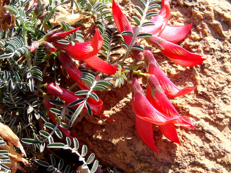 Red Cancerbush Lessertia Sutherlandia frutescens - 10 Seeds