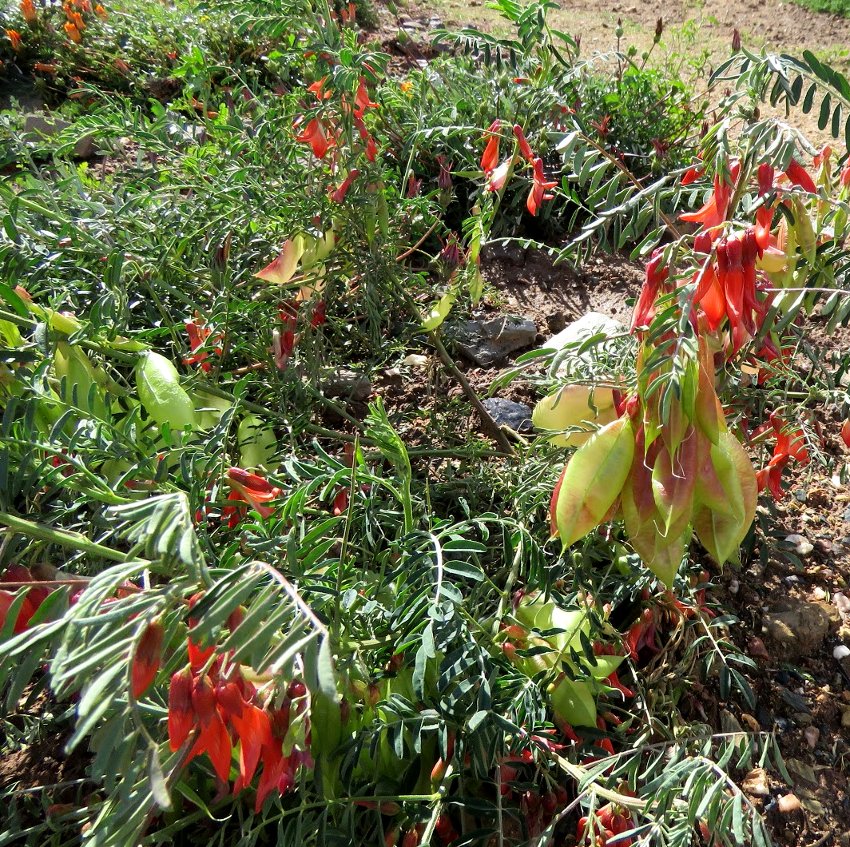 Red Cancerbush Lessertia Sutherlandia frutescens - 10 Seeds
