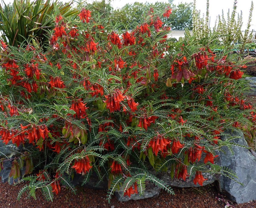 Red Cancerbush Lessertia Sutherlandia frutescens - 10 Seeds