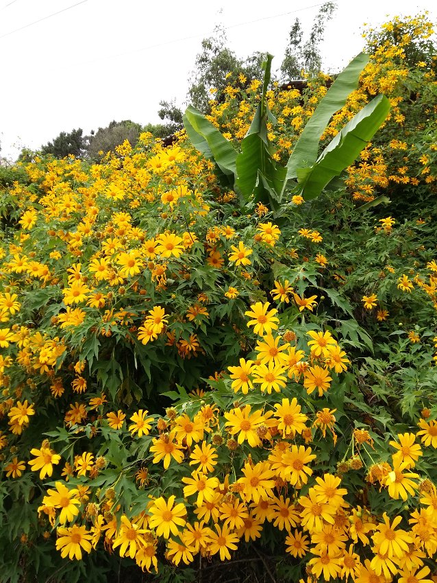 Cuttings! Magnificent Tree Marigold Tithonia Diversifolia - 10 Unrooted ...