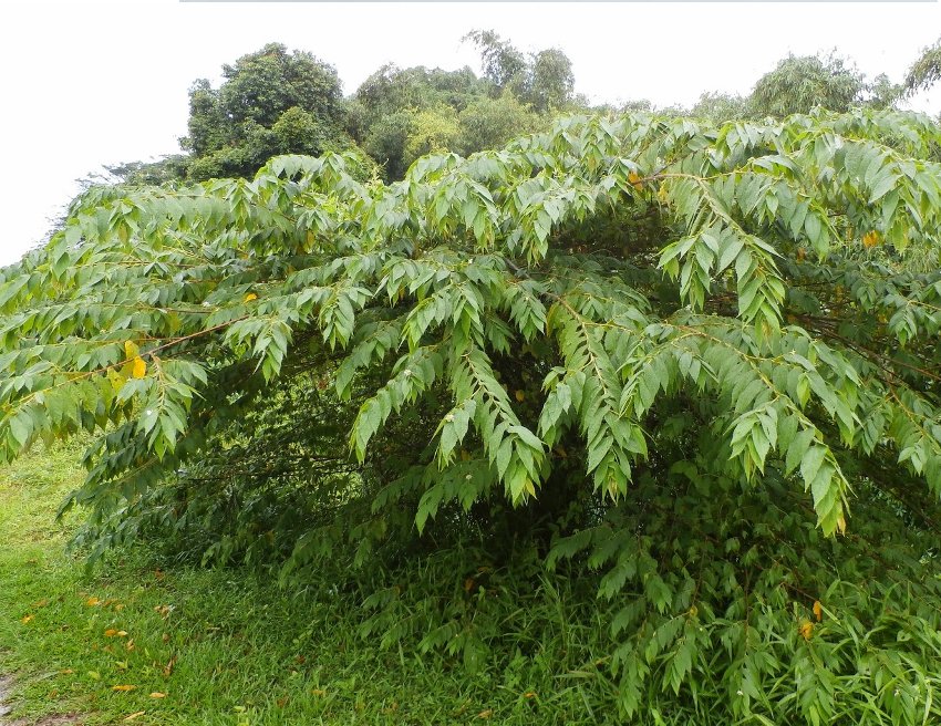 Strawberry Tree Aratiles Kerson Fruit Muntingia Calabura - 25 Seeds