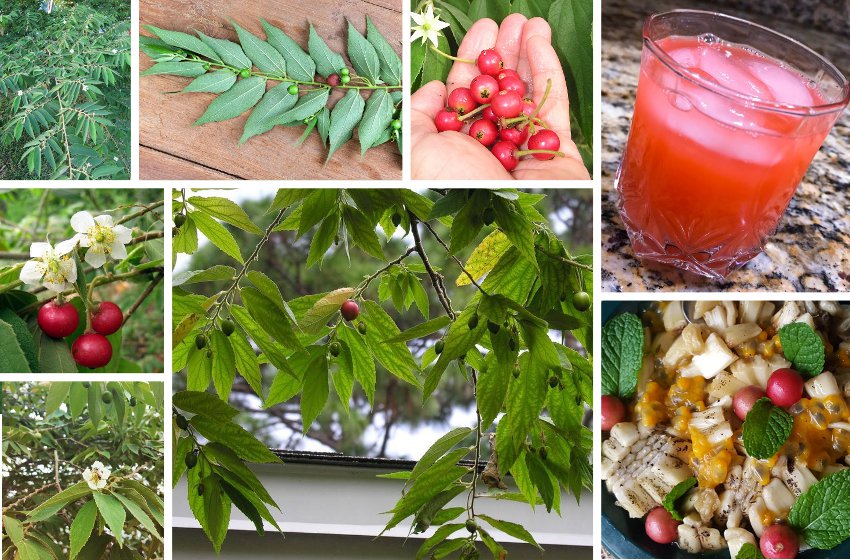 Strawberry Tree Aratiles Kerson Fruit Muntingia Calabura - 25 Seeds