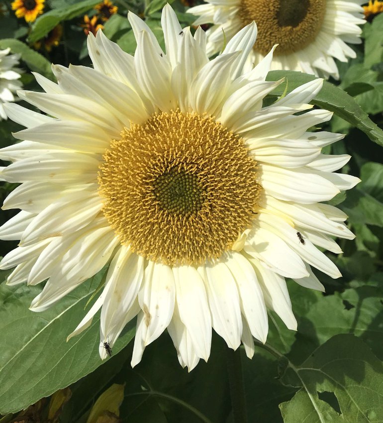 Unusual White Sunflower ProCut White Lite Helianthus annuus - 20 Seeds