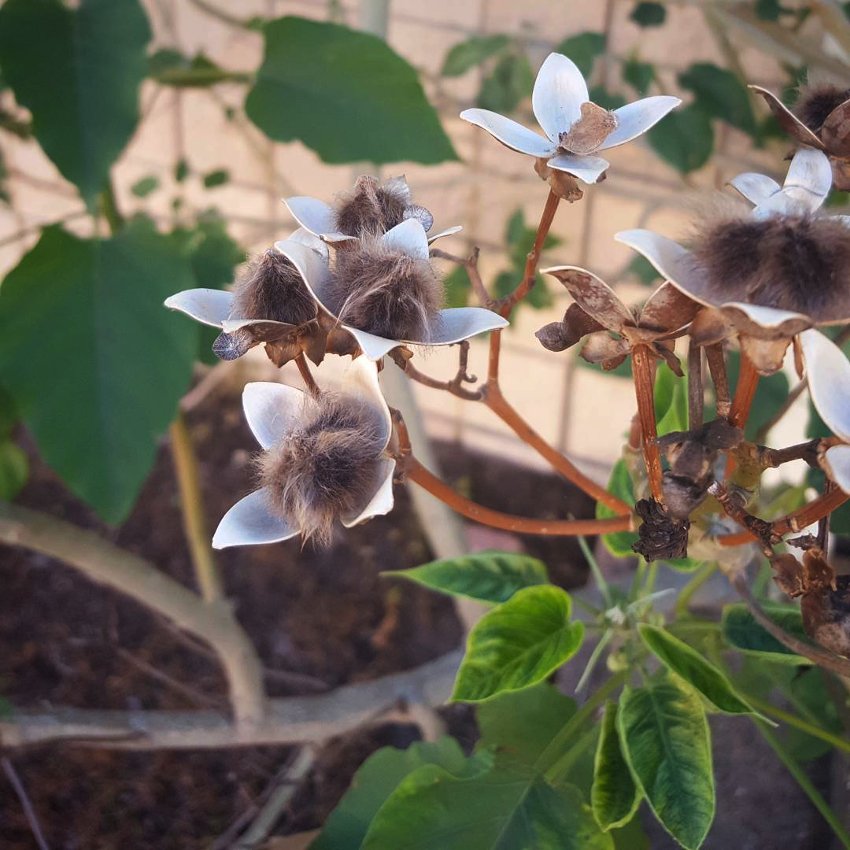 Pink Bush Morning Glory Shrub (not vine) Ipomoea fistulosa - 5 Seeds