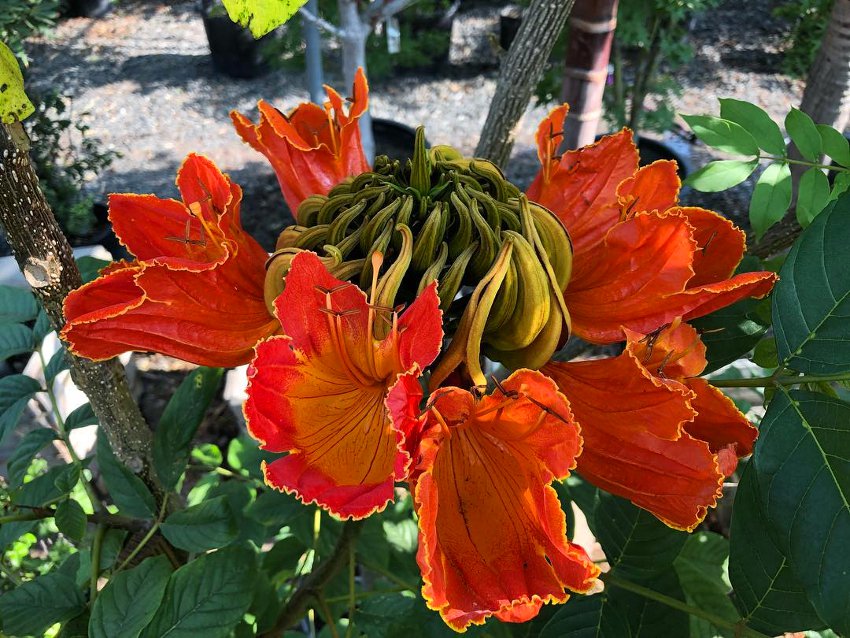 Red African Tulip Tree Spathodea Campanulata - 5 Seeds