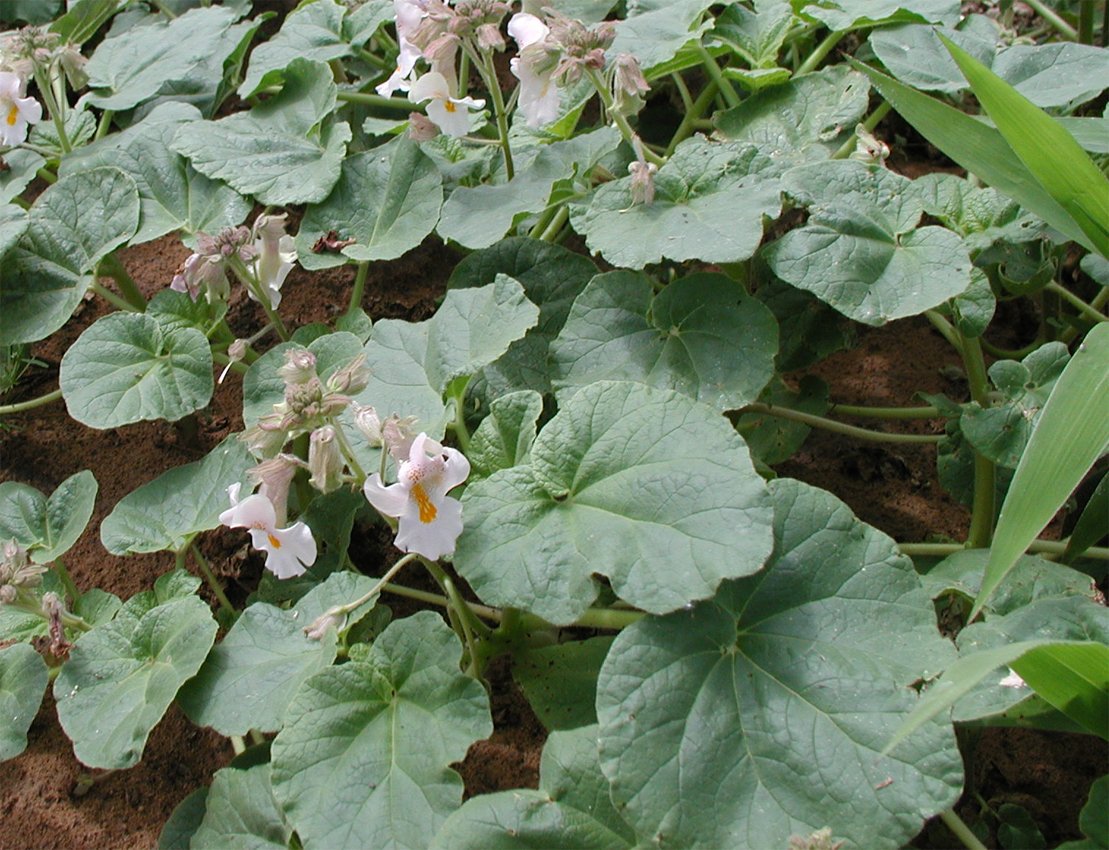 Unicorn Plant Unusual Devils Claw Proboscidea parviflora - 10 Seeds