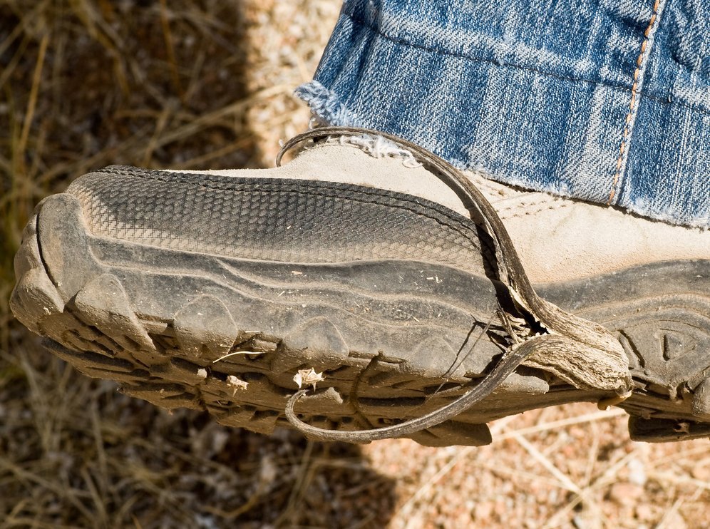 Unicorn Plant Unusual Devils Claw Proboscidea parviflora - 10 Seeds